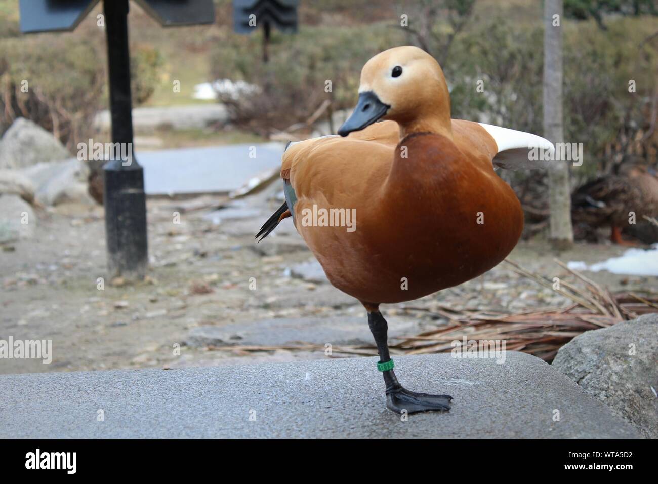 One leg standing duck hi-res stock photography and images - Alamy