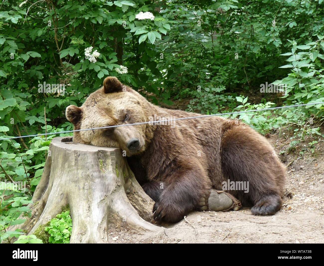 Brown Bear Leaning On Tree High Resolution Stock Photography and Images ...