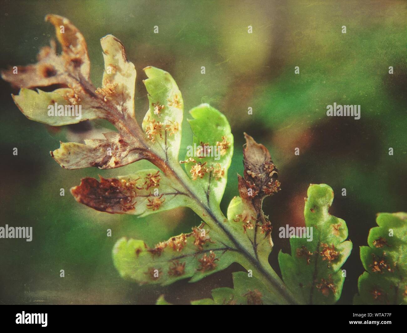 Fern Seed High Resolution Stock Photography and Images - Alamy