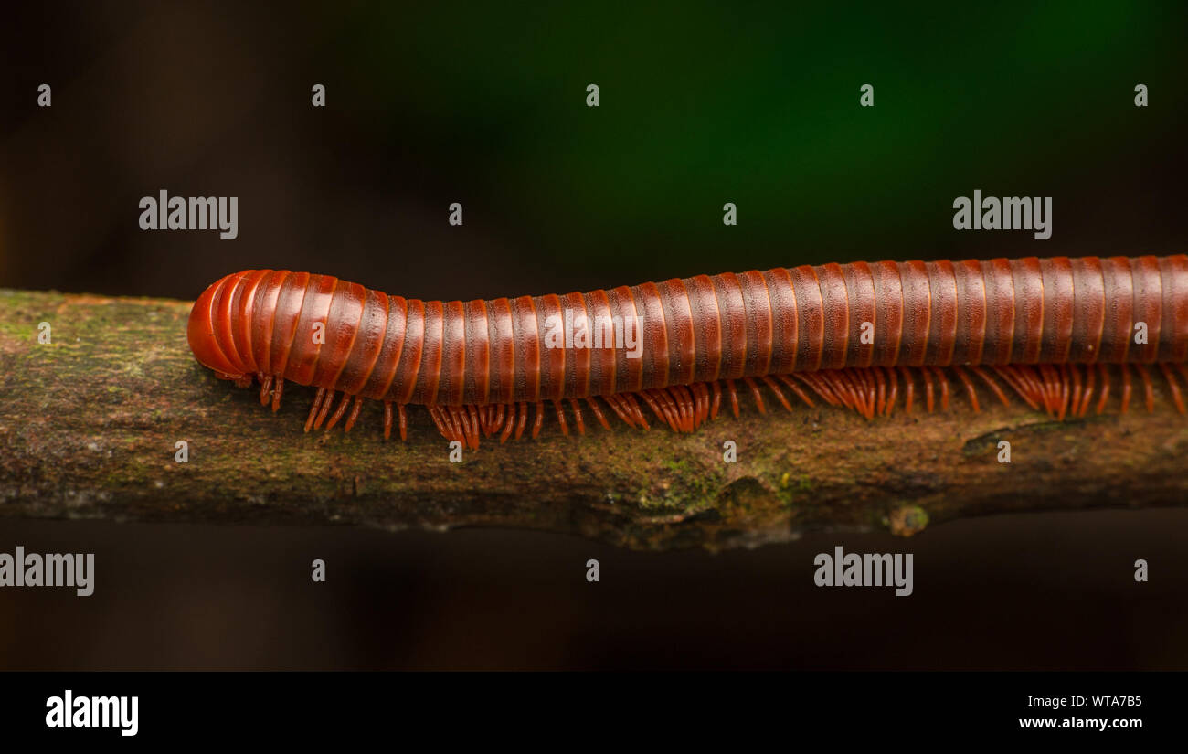 Red Millipede Stock Photos & Red Millipede Stock Images - Alamy