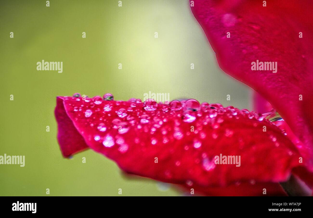 Raindrop on red flower hi-res stock photography and images - Alamy