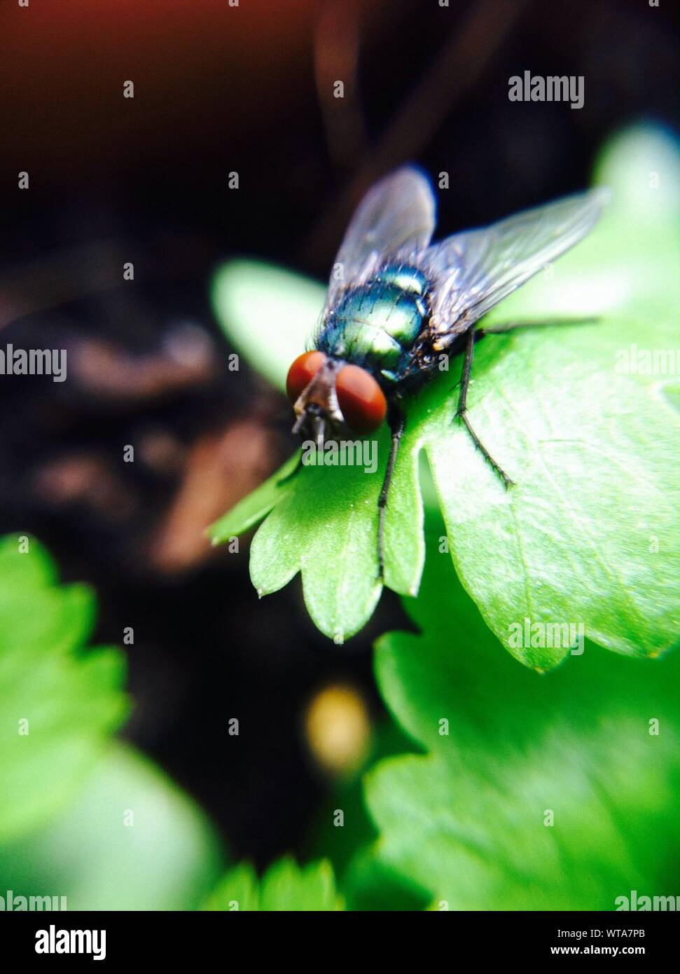 Crawling house fly hi-res stock photography and images - Alamy