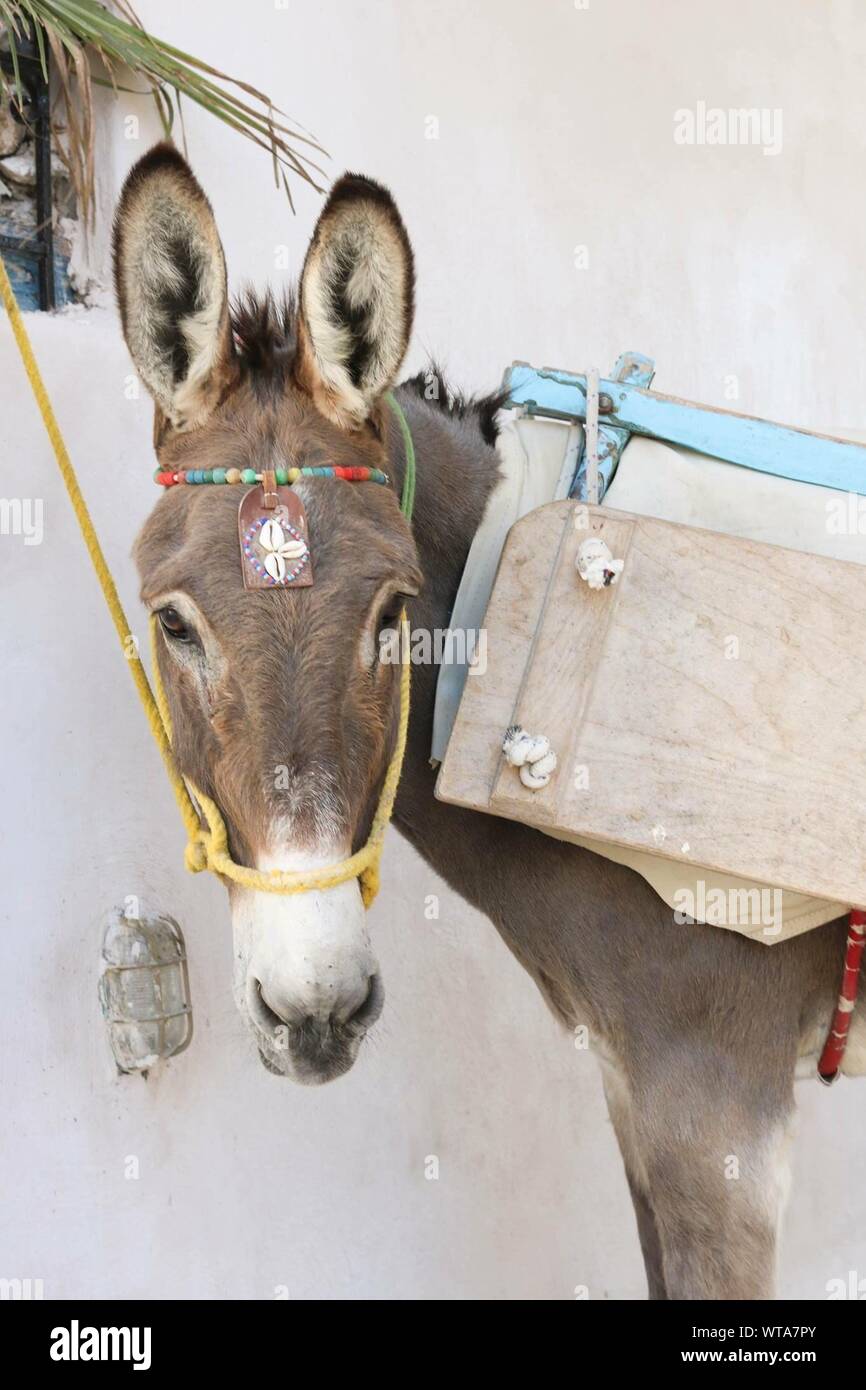 Donkey bridle hi-res stock photography and images - Alamy