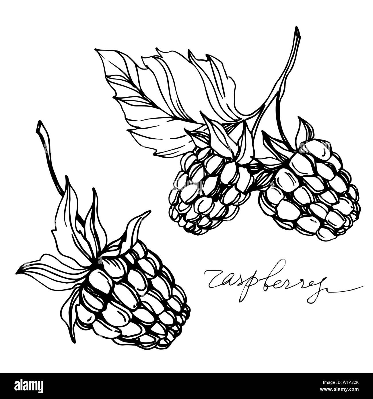 Vector Raspberry healthy food fresh berry isolated element. Black and ...