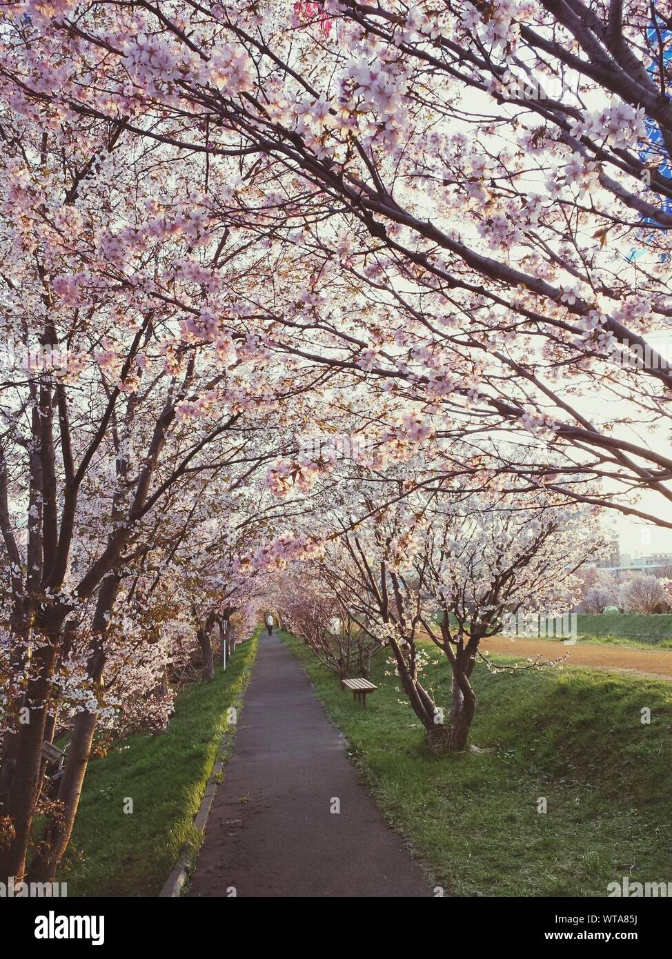 Cherry Blossom Walkway High Resolution Stock Photography and Images - Alamy