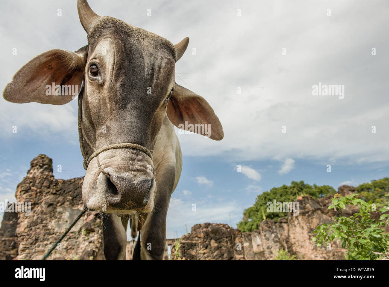 Cow tied by a rope in archaeological site in northeast Brazil Stock ...
