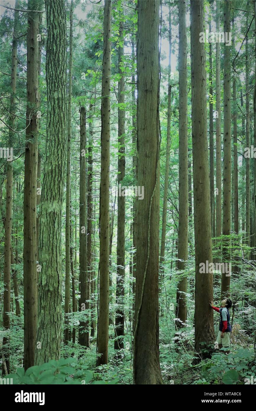 Child forest tall tree hi-res stock photography and images - Alamy