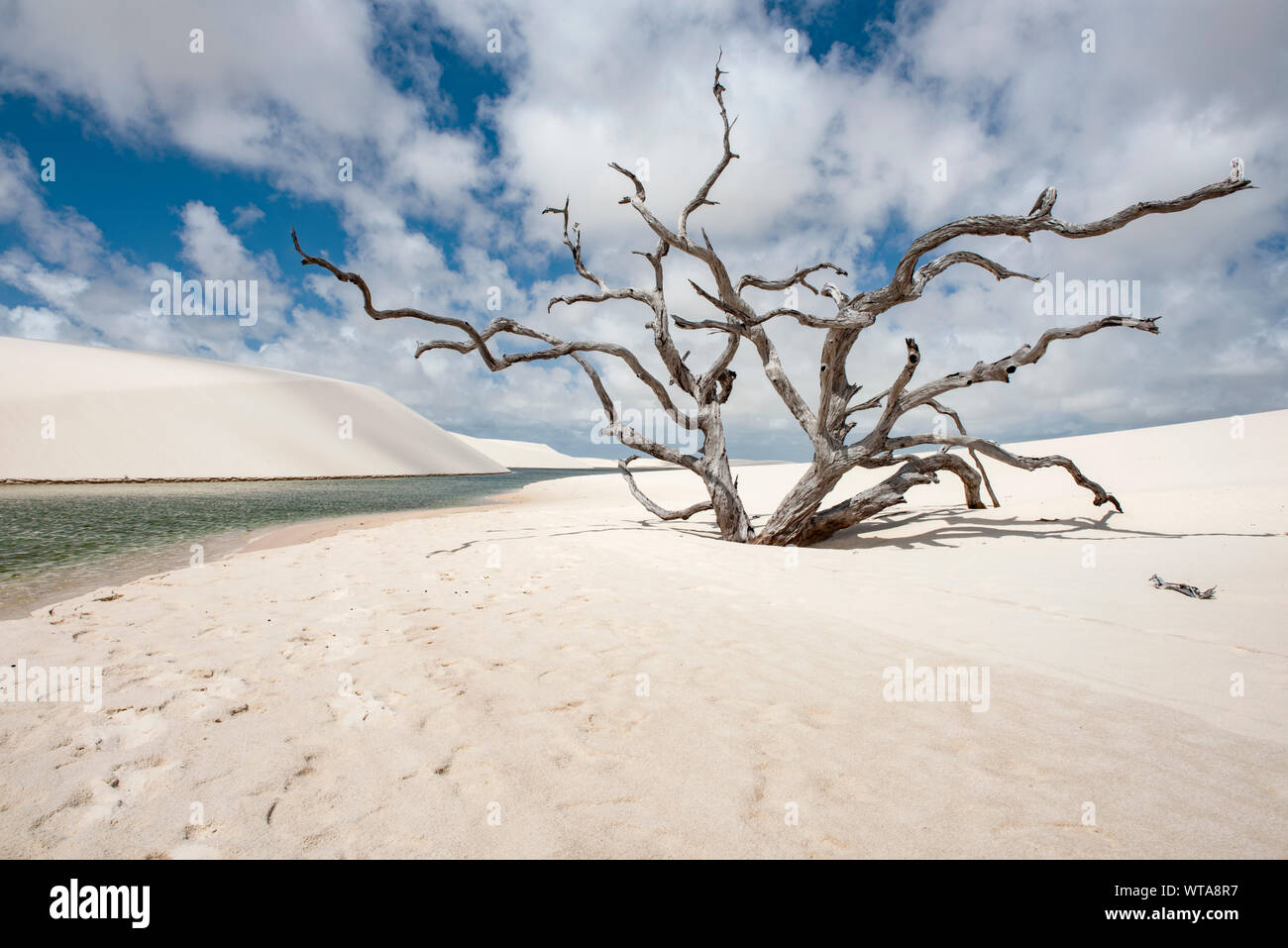 Brazil national tree hi-res stock photography and images - Alamy