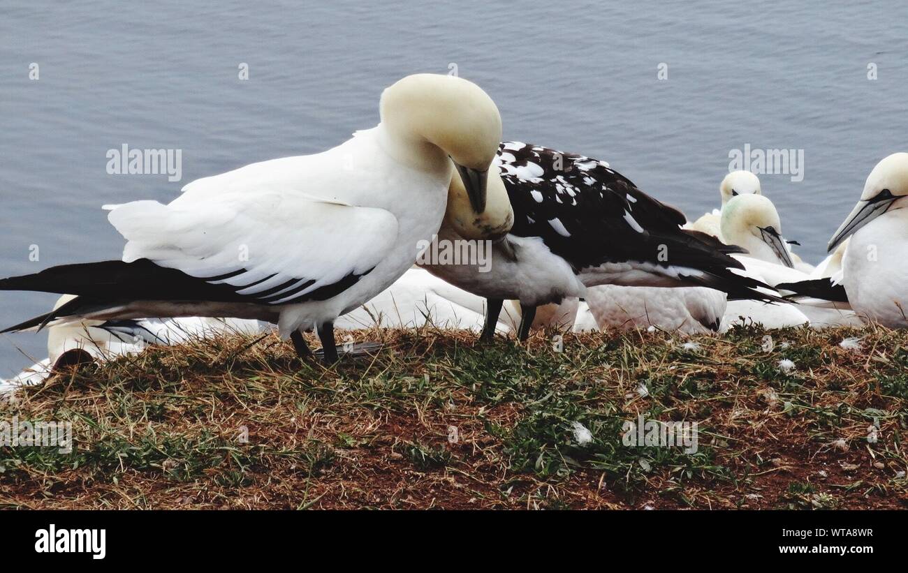 Preening gannet hi-res stock photography and images - Alamy