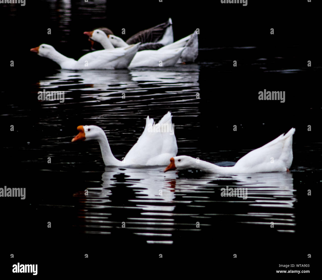 Chinese geese swimming hi-res stock photography and images - Alamy