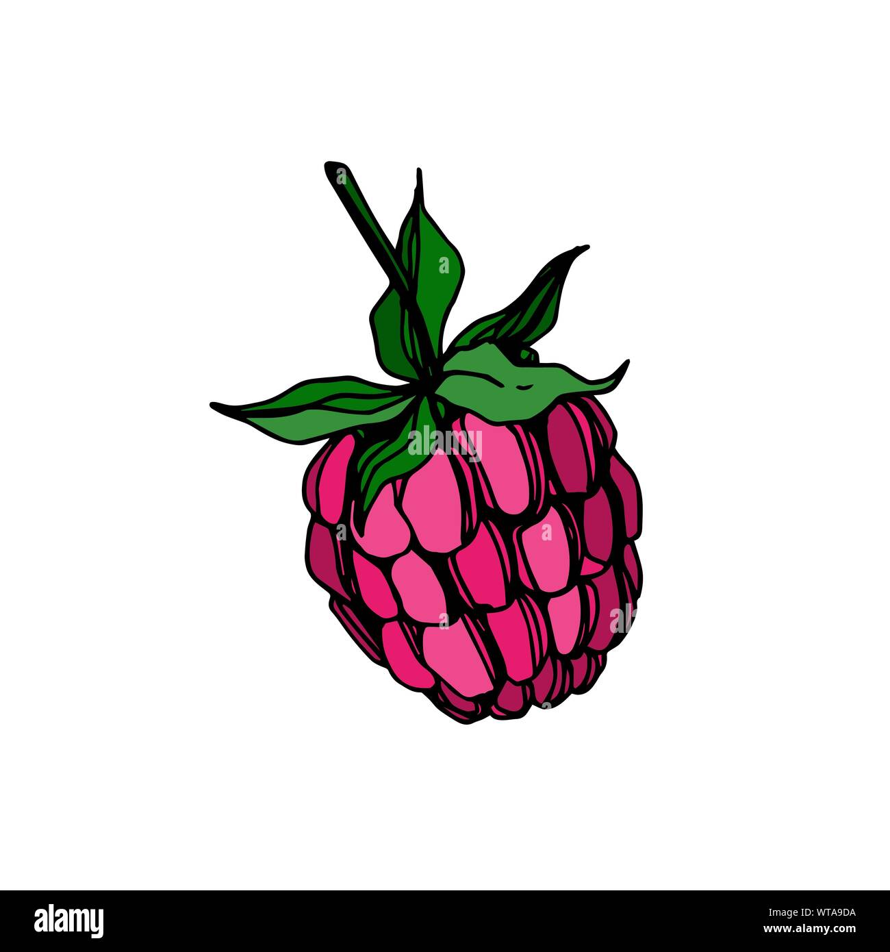 Vector Raspberry healthy food fresh berry isolated element. Black and ...