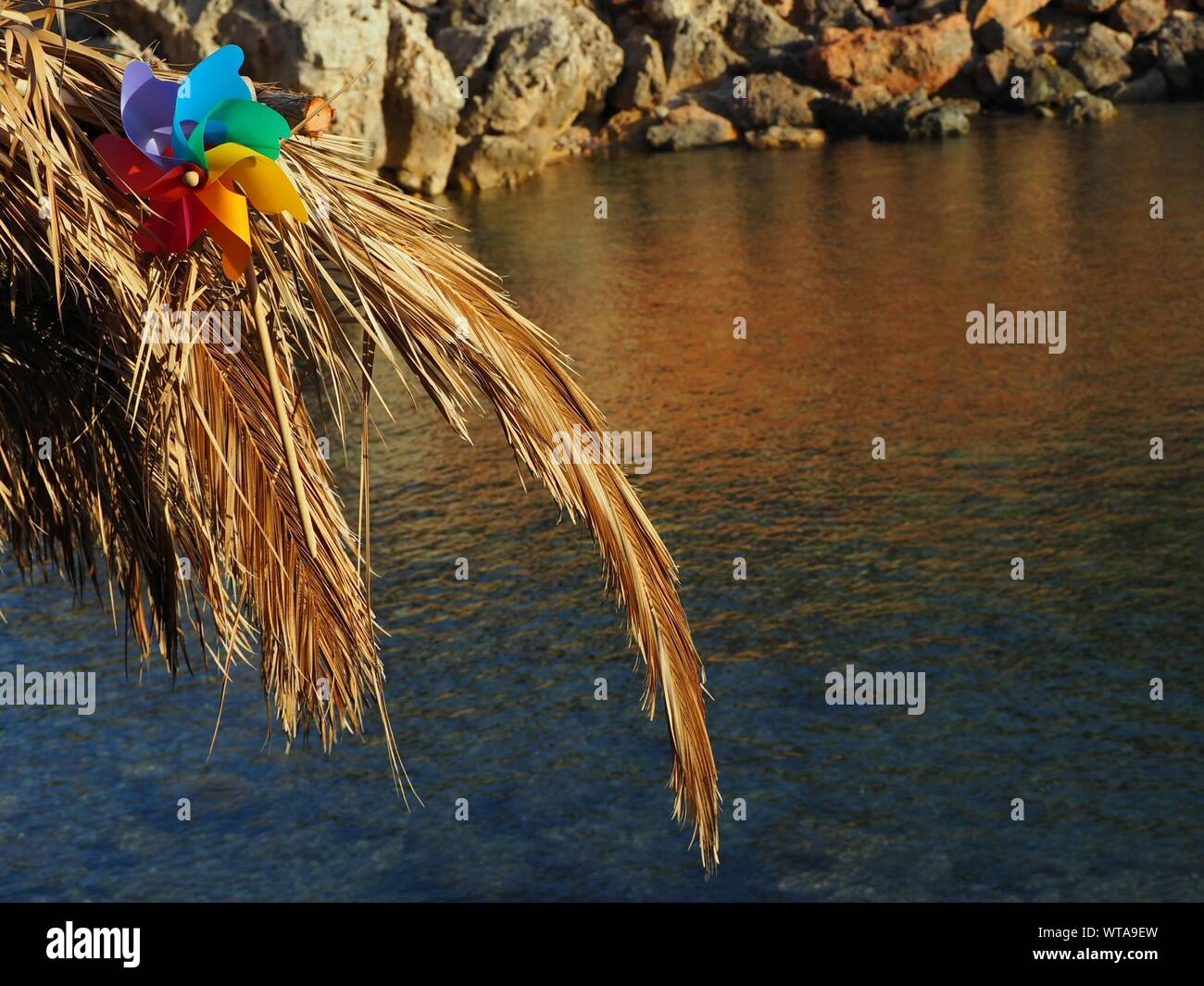Windmill palm leaves hi-res stock photography and images - Alamy