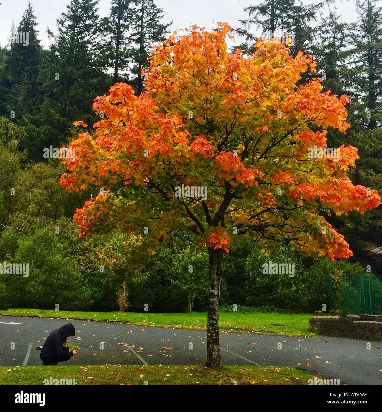 Autumn Leaves On Red Tree Stock Photo - Alamy