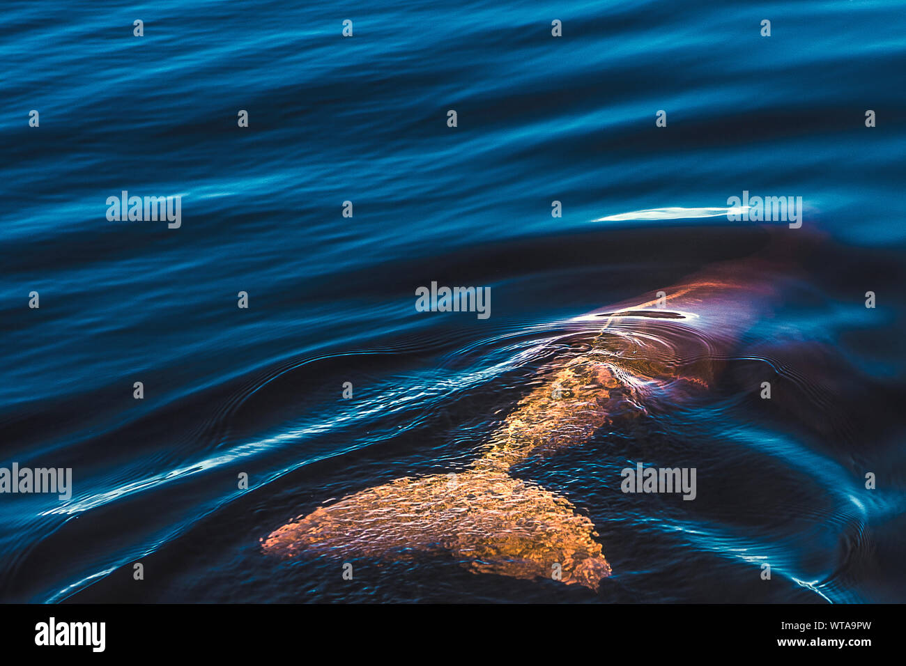 Dolphin tail in Rio Negro Stock Photo - Alamy