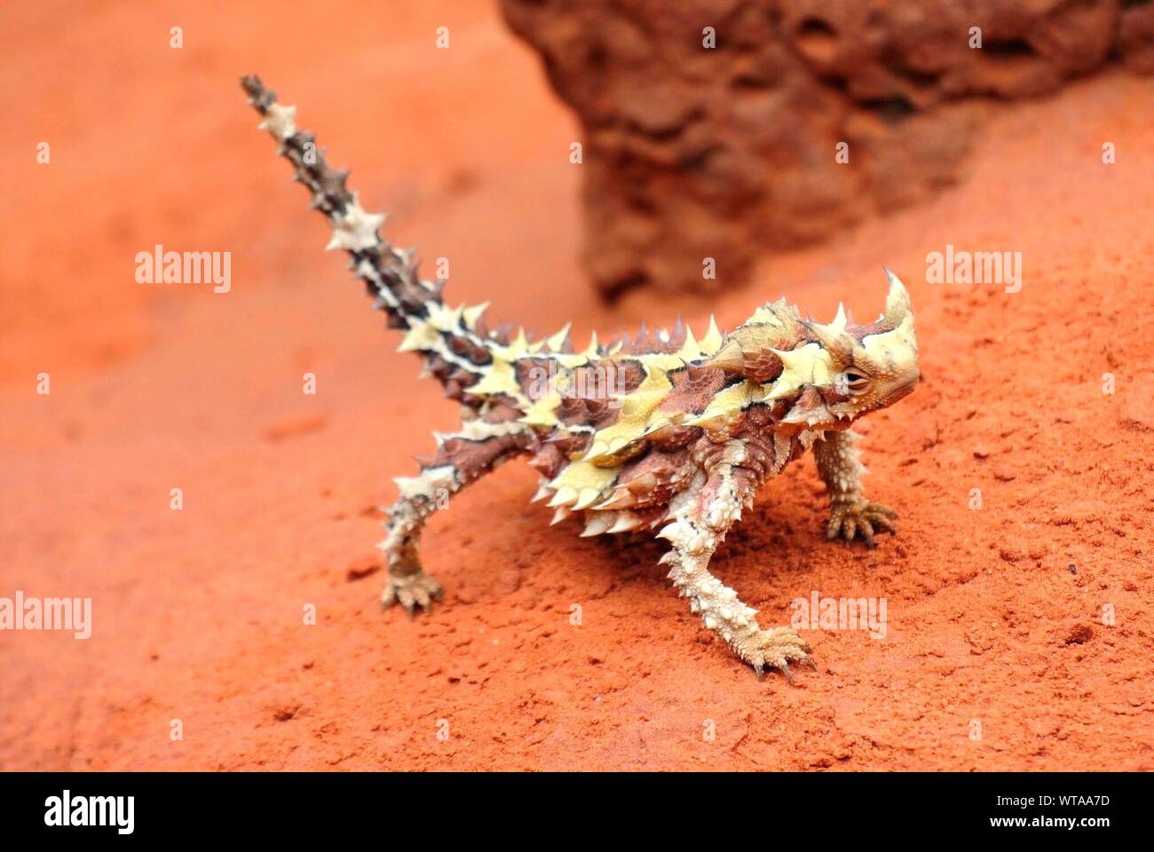Thorny devil hi-res stock photography and images - Alamy