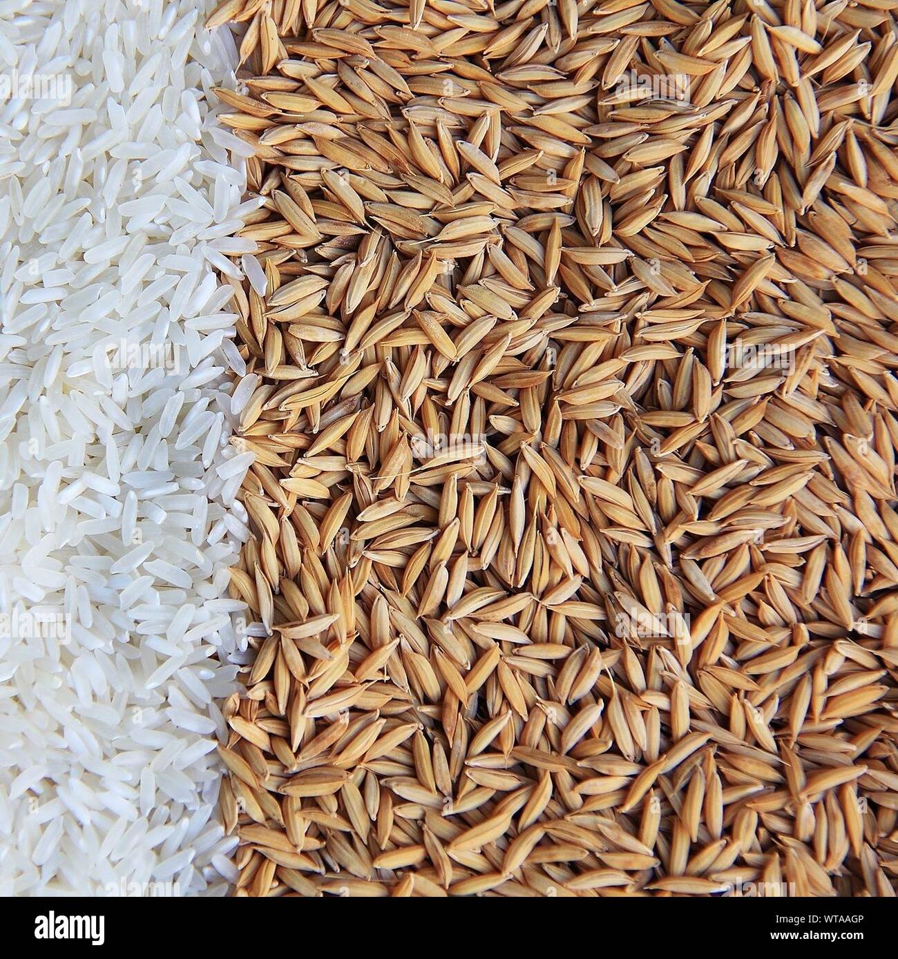 Wheat and rice hi-res stock photography and images - Alamy