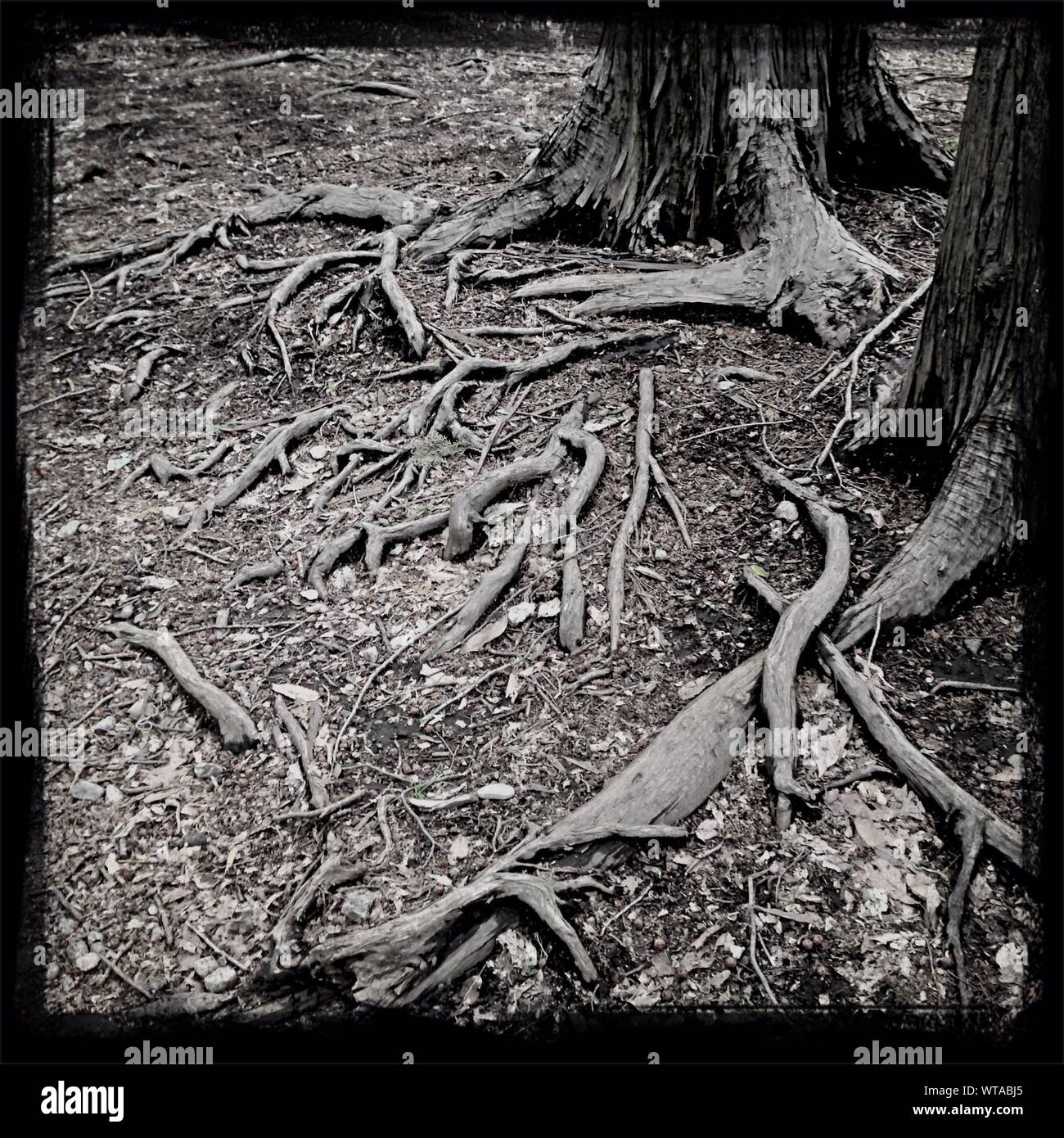 Dirt And Tree Roots Stock Photo - Alamy