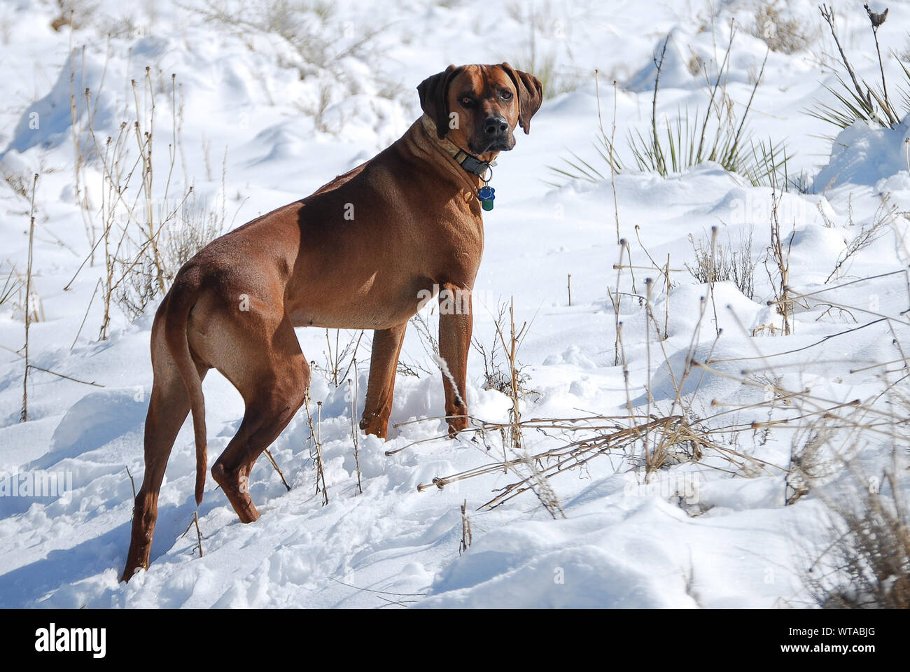 White Rhodesian High Resolution Stock Photography and Images - Alamy