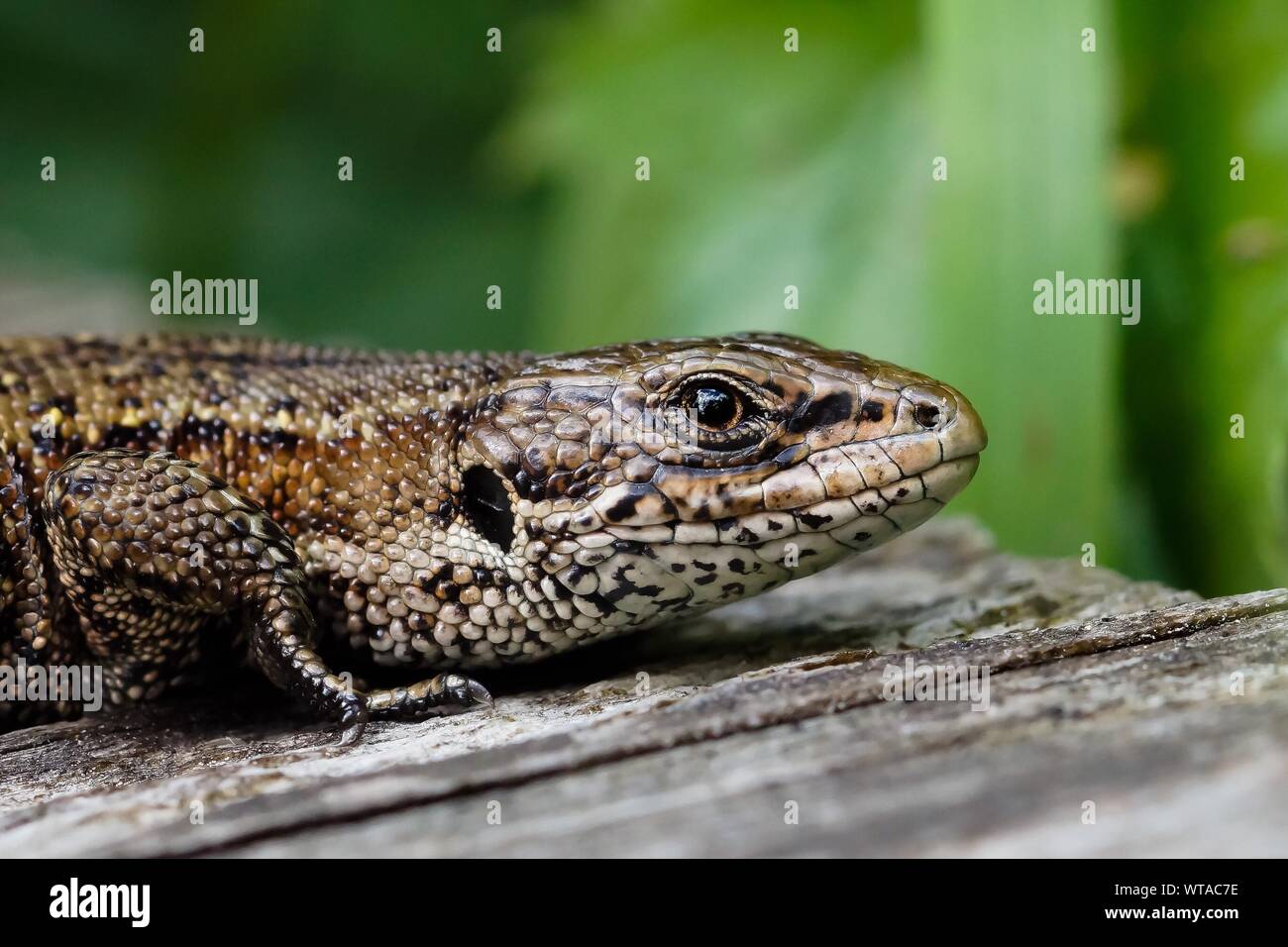 Alertness reptile hi-res stock photography and images - Alamy