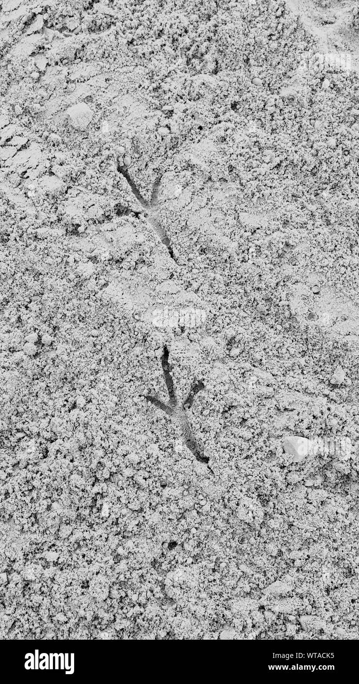 Bird footprint hi-res stock photography and images - Alamy
