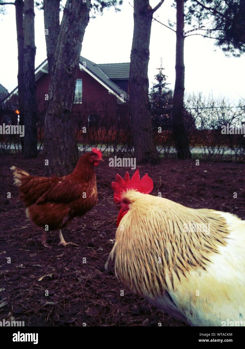 Male chickens hi-res stock photography and images - Alamy