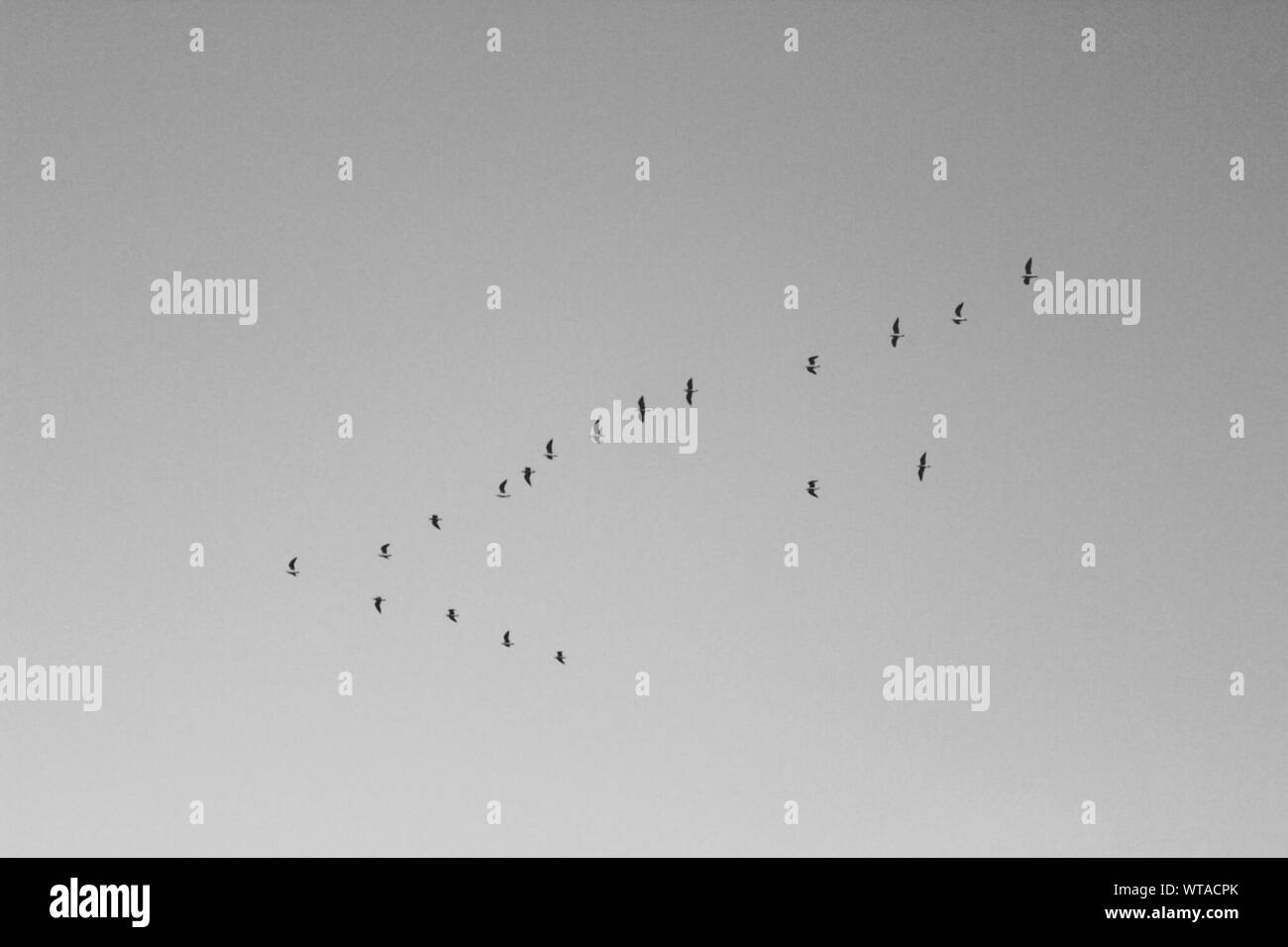 Birds in a row flying in a clear sky Black and White Stock Photos ...