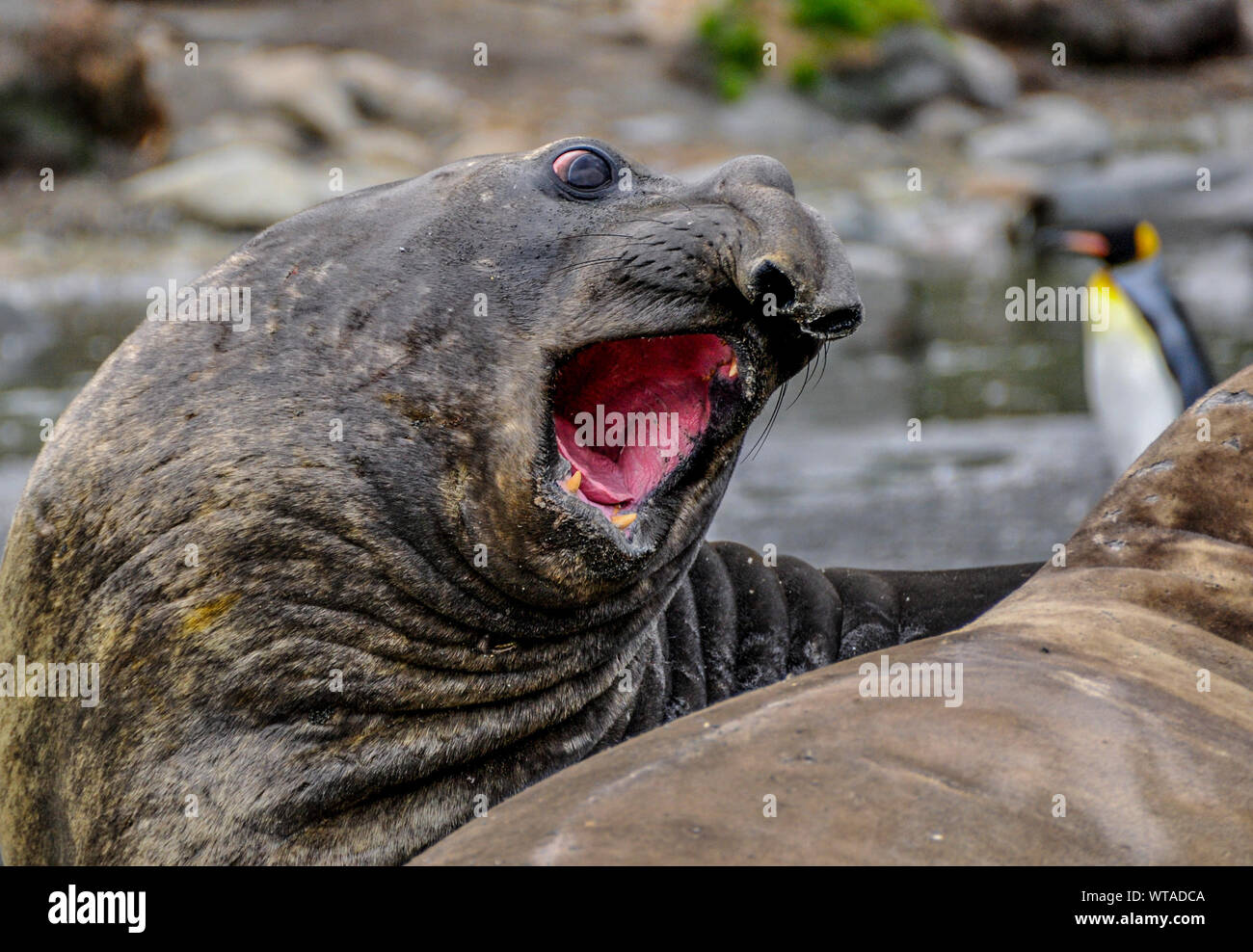 Seal open mouth hi-res stock photography and images - Alamy