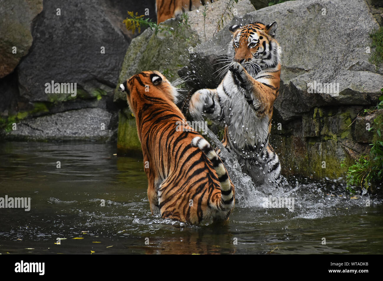Tiger playing in water hi-res stock photography and images - Alamy