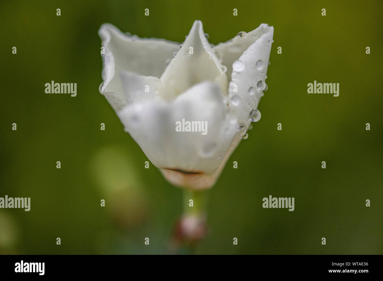 White rose and raindrops Stock Photo - Alamy