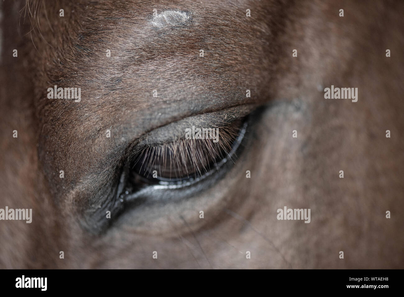 Equine eyes hi-res stock photography and images - Alamy