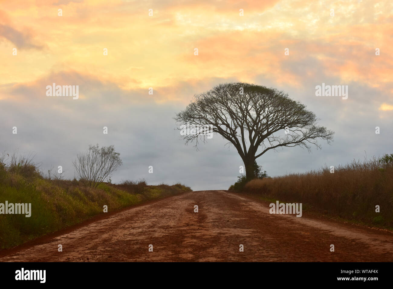 Dirt road and tree in countryside Stock Photo - Alamy