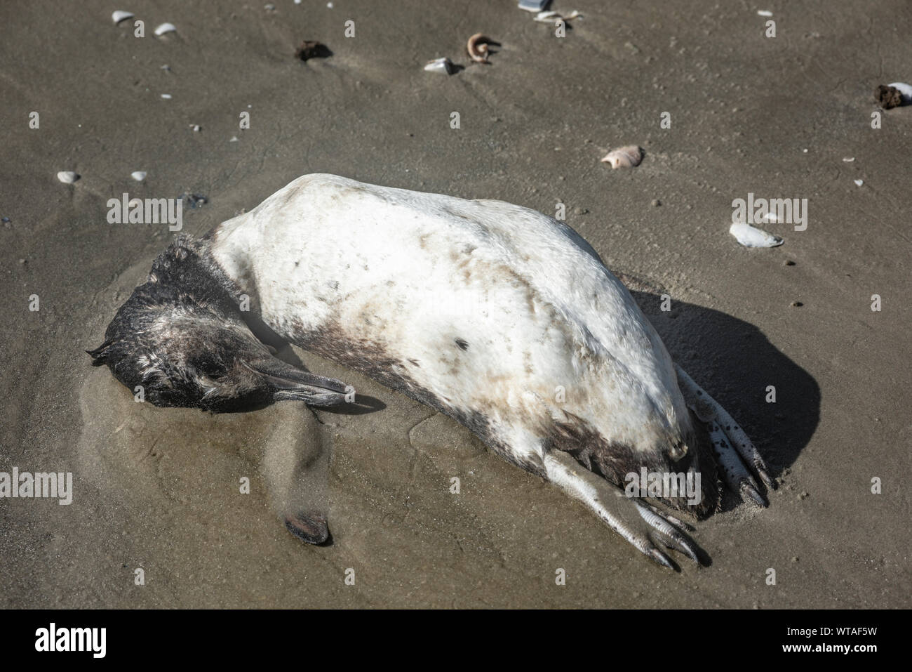 Dead penguin hi-res stock photography and images - Alamy