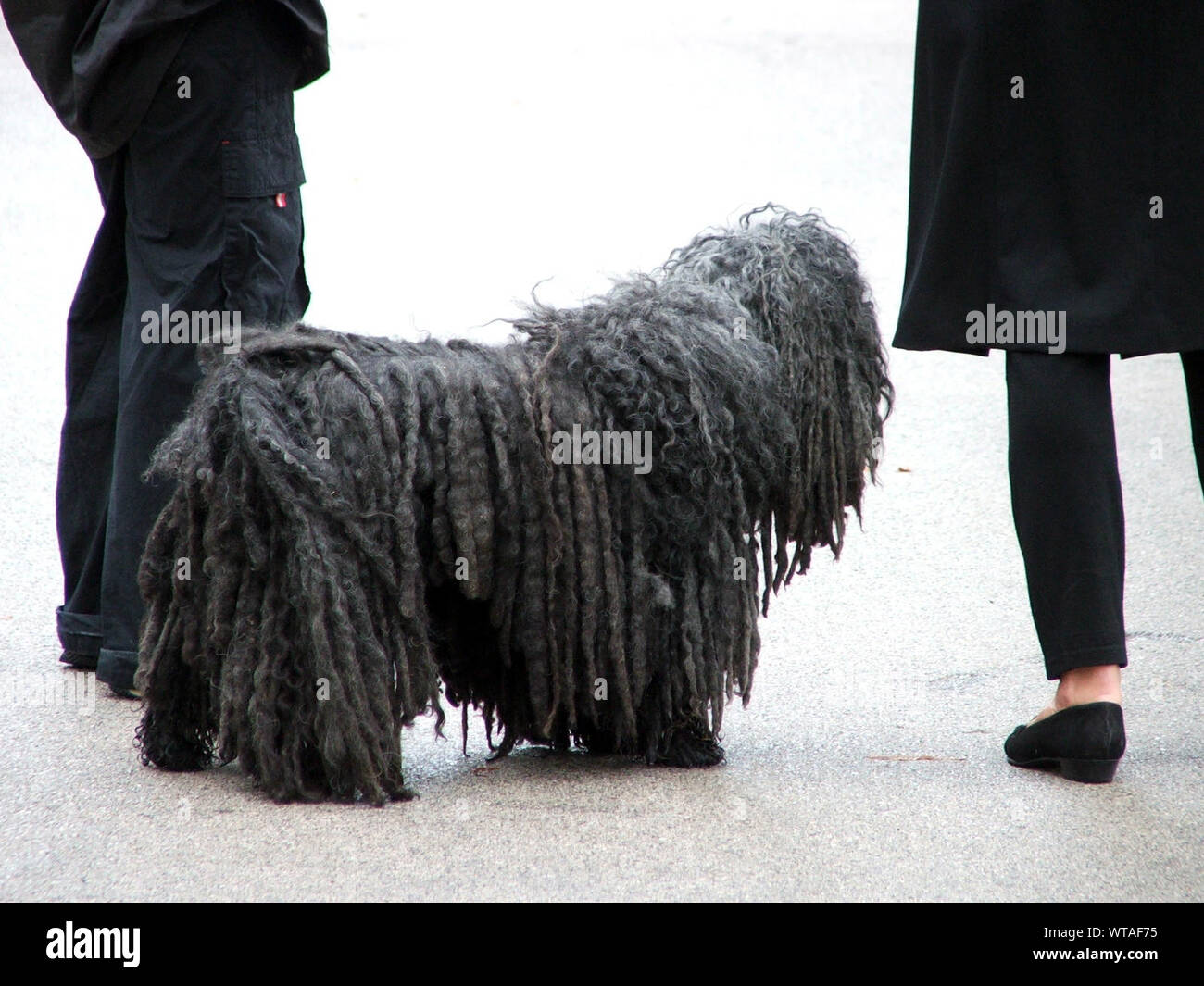 Puli dog hi-res stock photography and images - Alamy