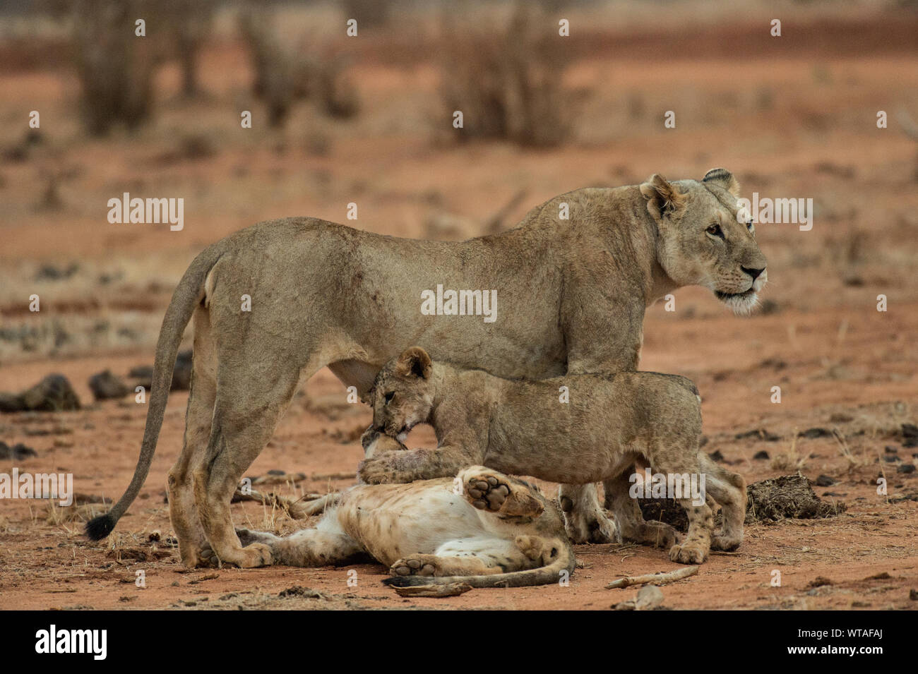 Female african lion panthera leo hi-res stock photography and images ...