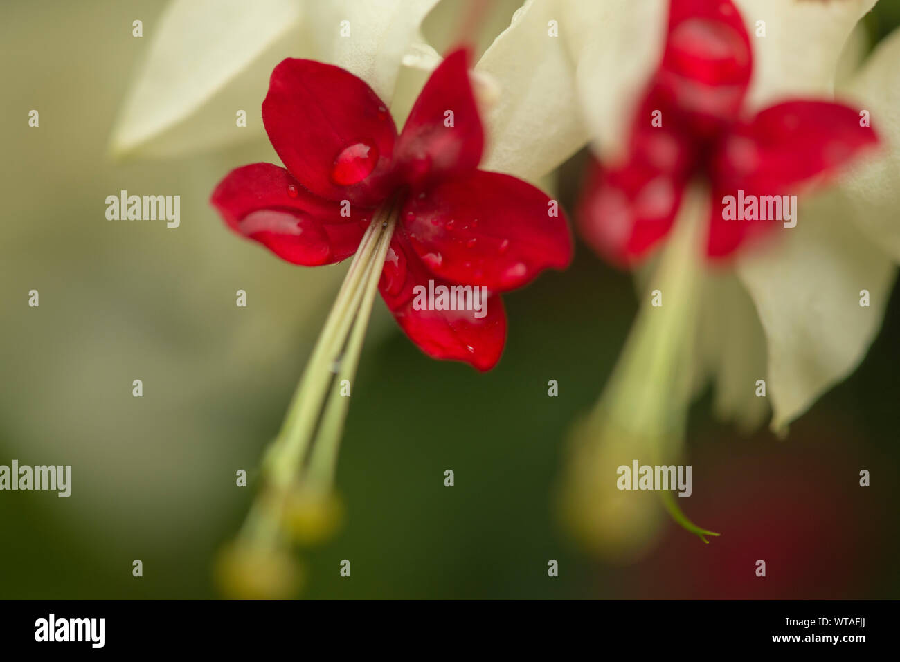 Red flower covered with raindrops Stock Photo - Alamy