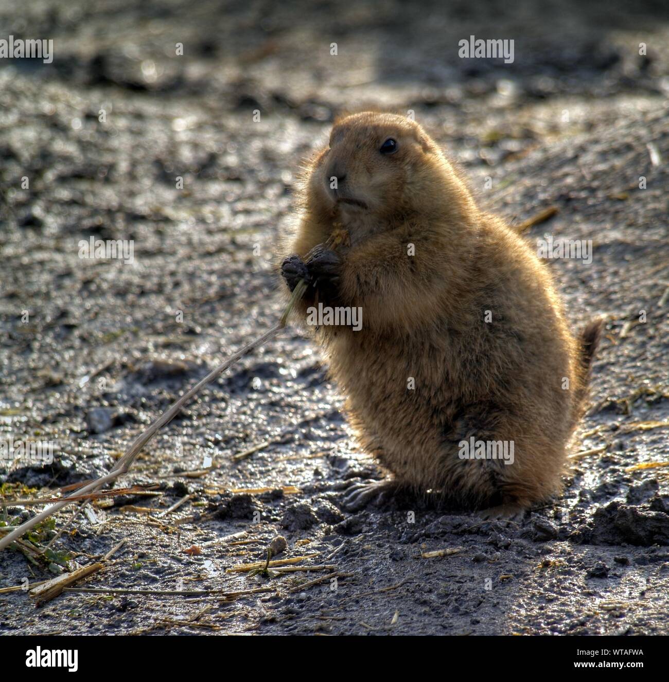 Close up beaver hi-res stock photography and images - Alamy