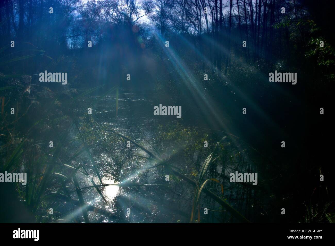 Sunrays forest hi-res stock photography and images - Alamy
