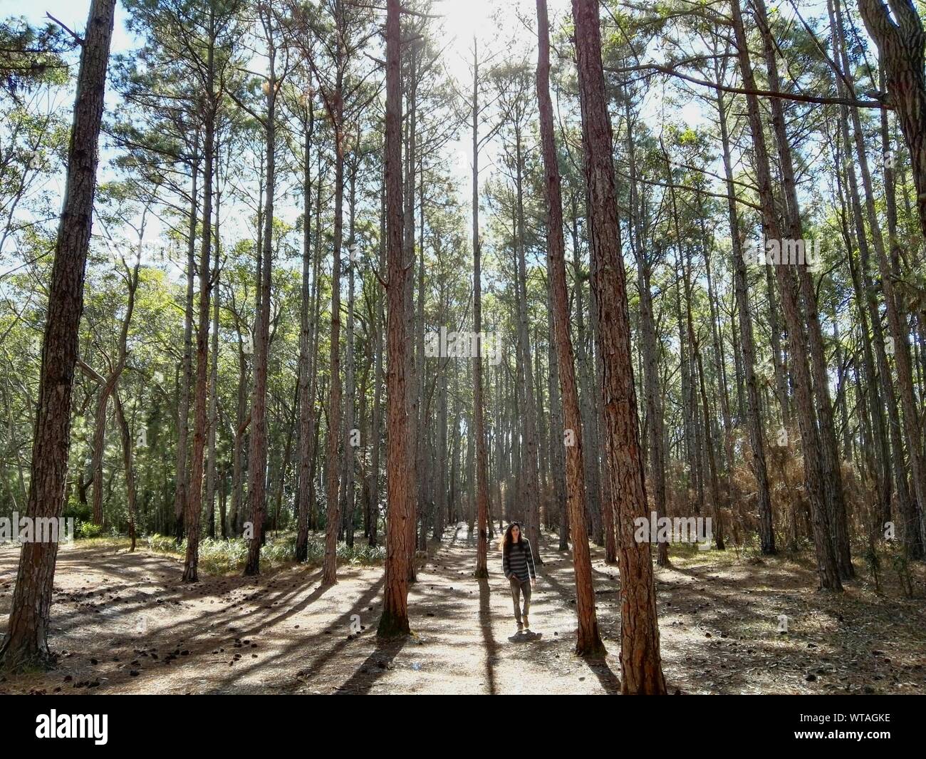 Trees carbon capture hi-res stock photography and images - Alamy