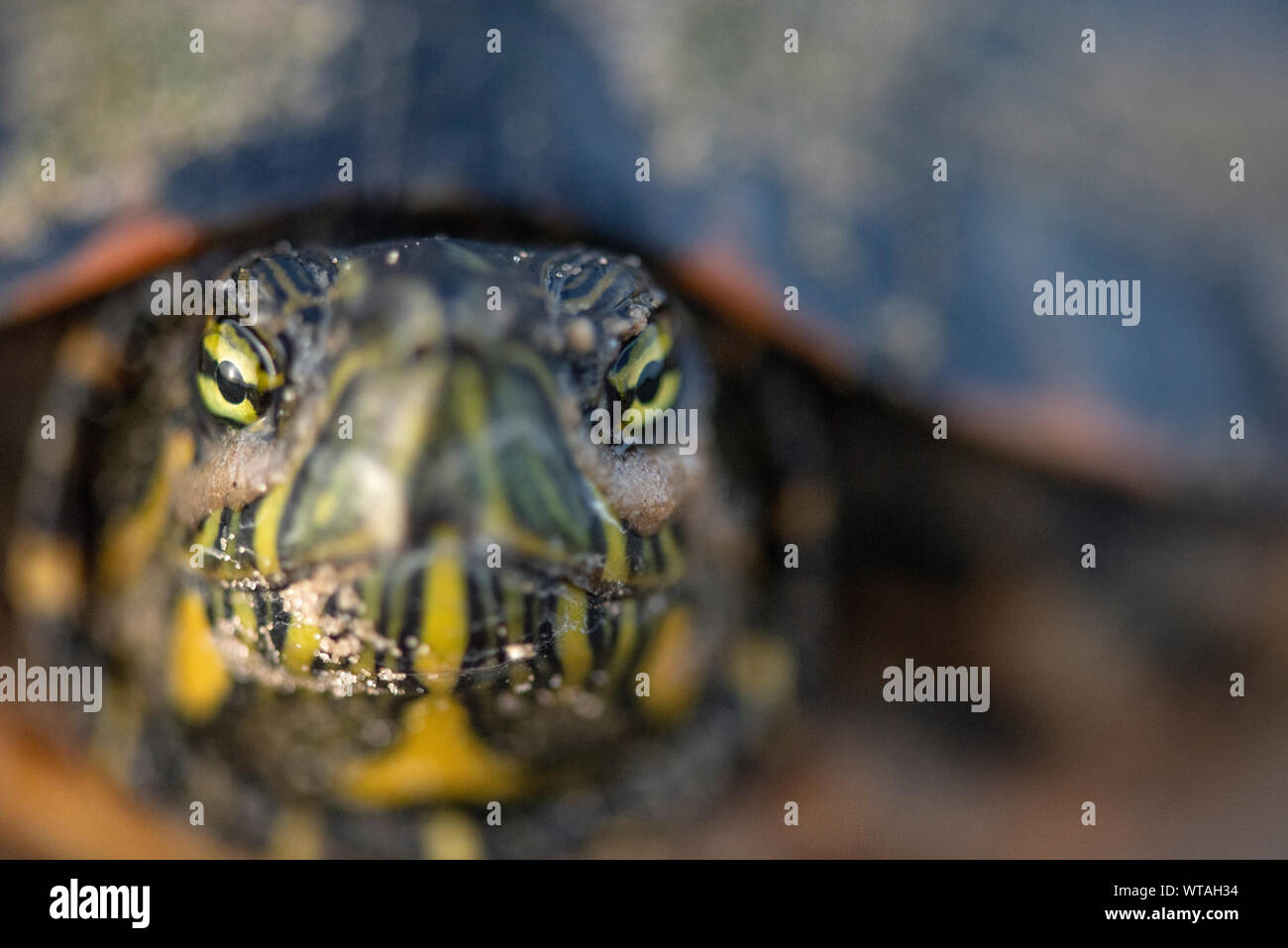 Turtle cute photo hi-res stock photography and images - Alamy