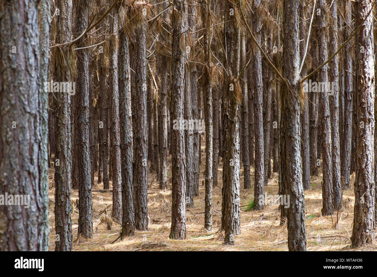 Brazilian pine tree hi-res stock photography and images - Alamy