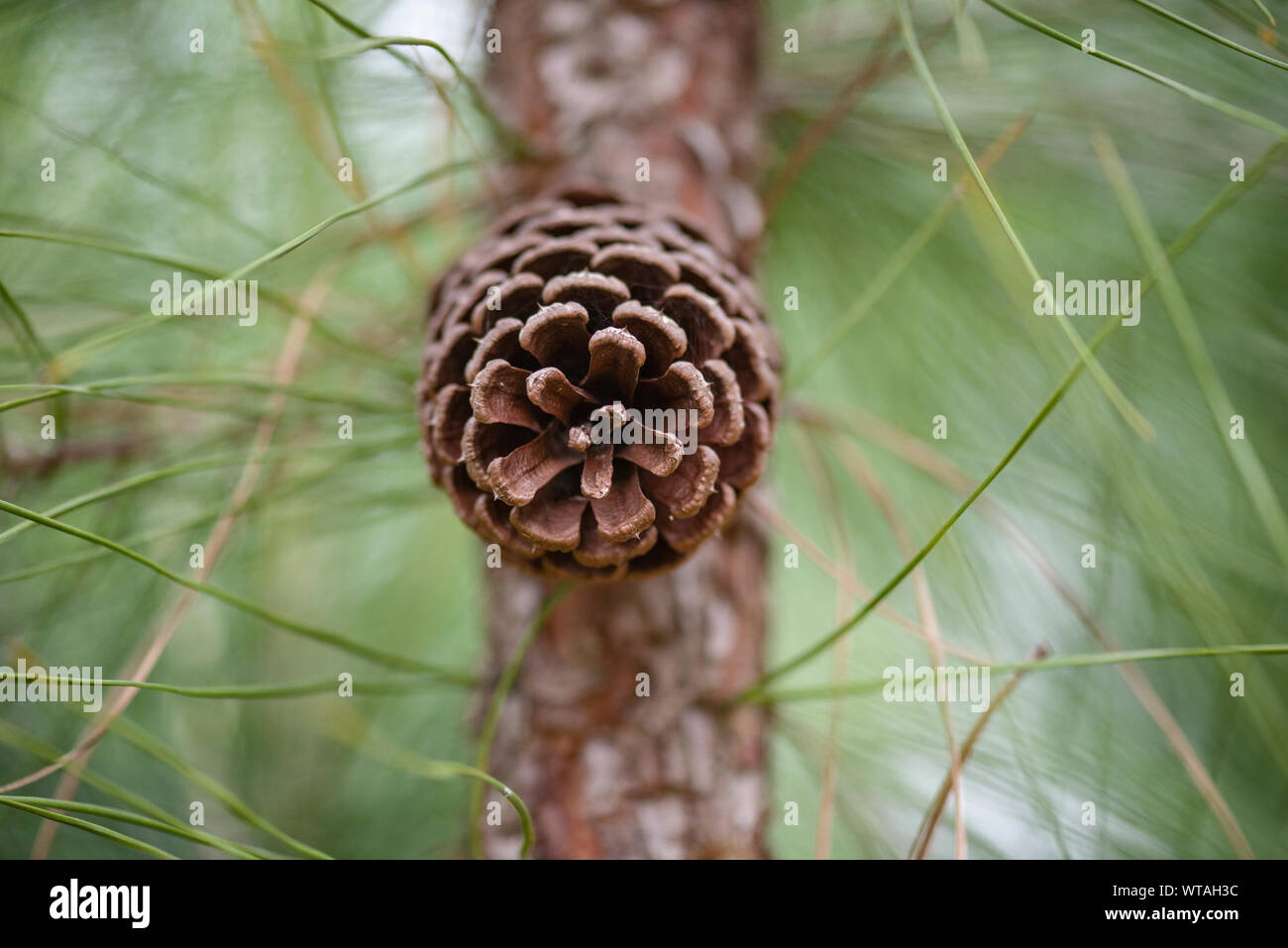 Jack pine cone hi-res stock photography and images - Alamy