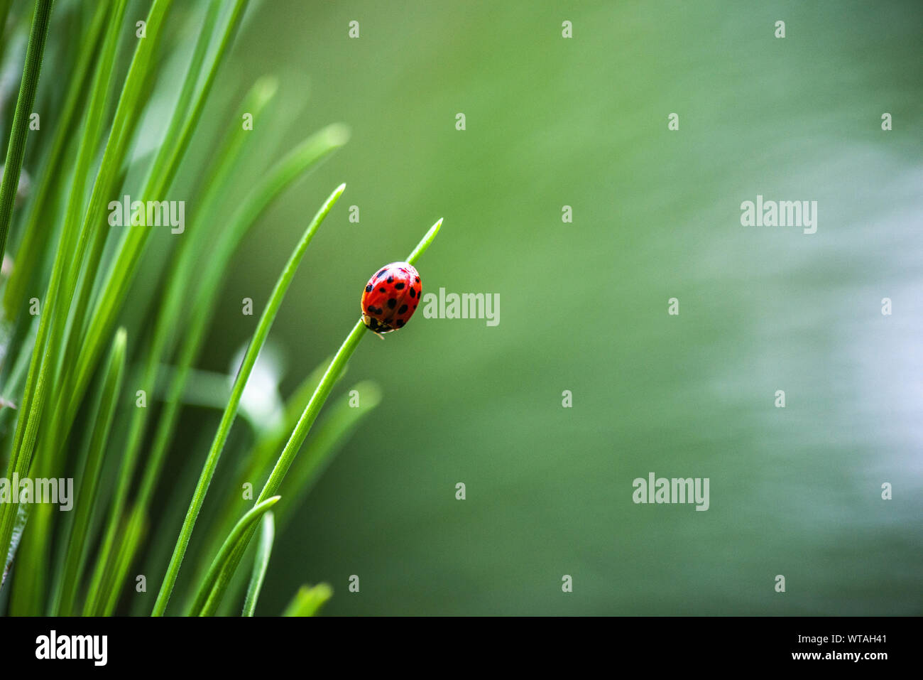 Río bug hi-res stock photography and images - Alamy