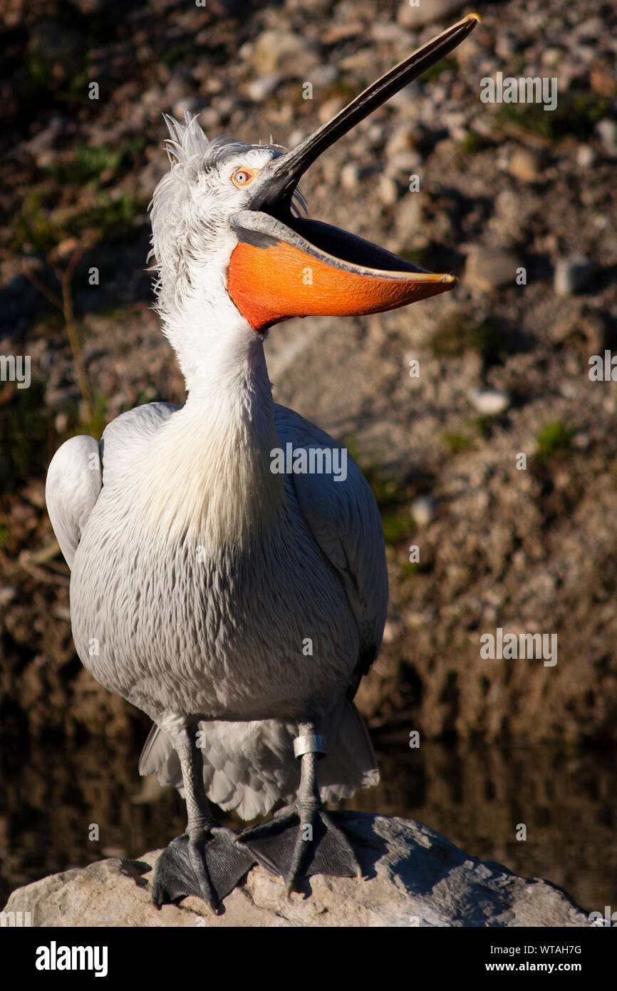 Pelican Open Mouth High Resolution Stock Photography and Images - Alamy