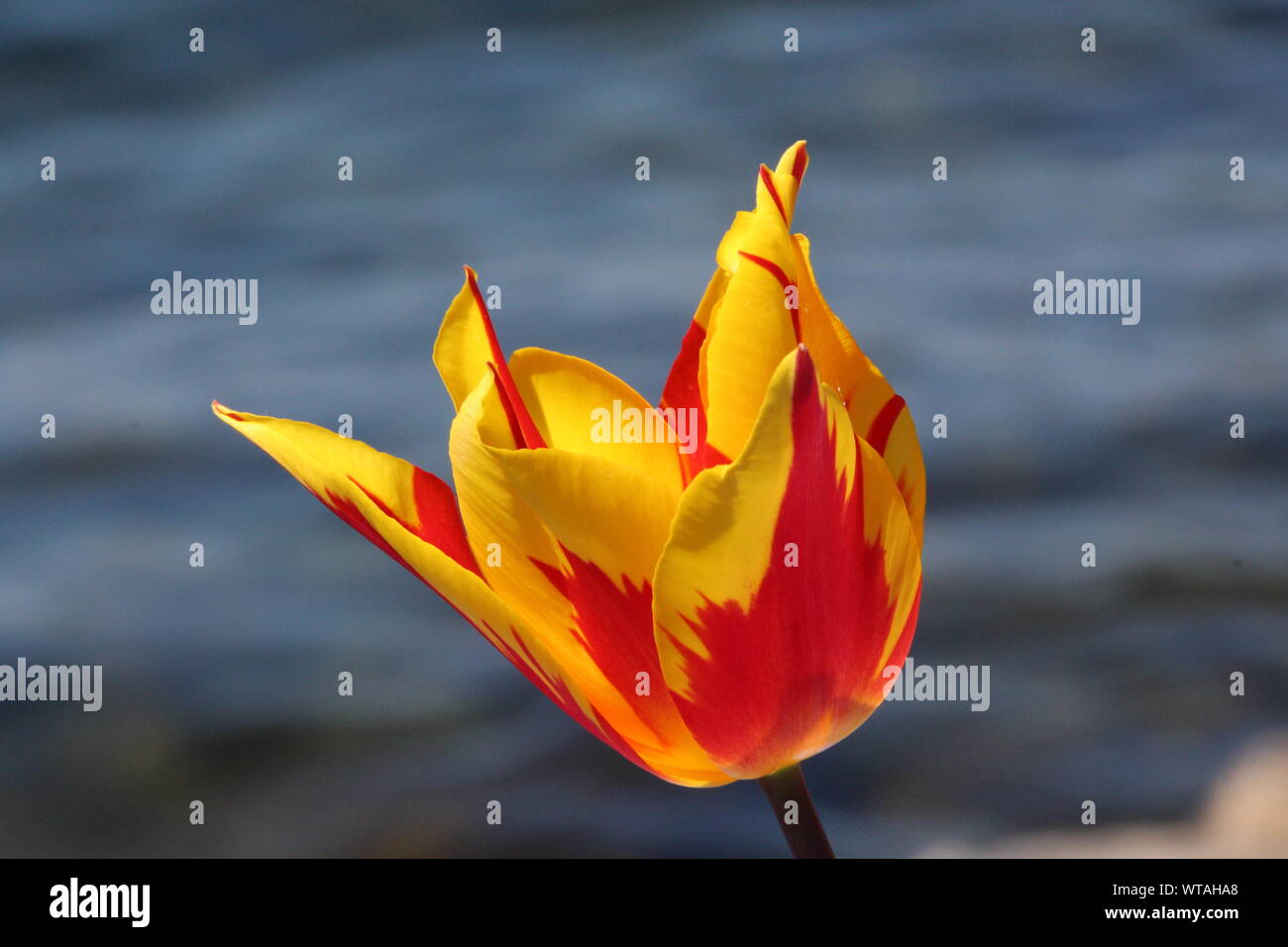 Tulip fire hi-res stock photography and images - Alamy