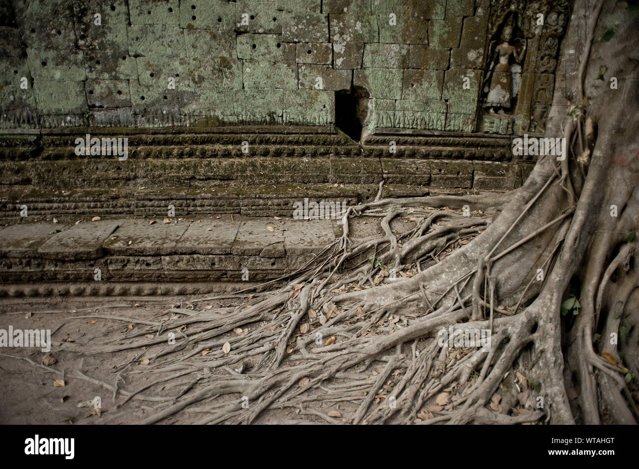 Old tree root spreading through the ground Stock Photo - Alamy