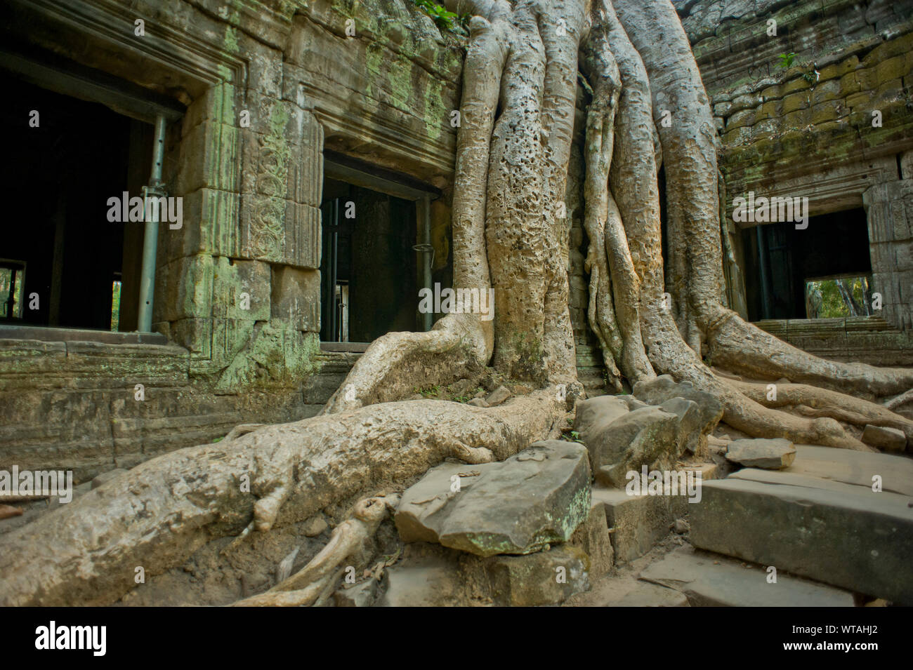 Huge tree and temple hi-res stock photography and images - Alamy