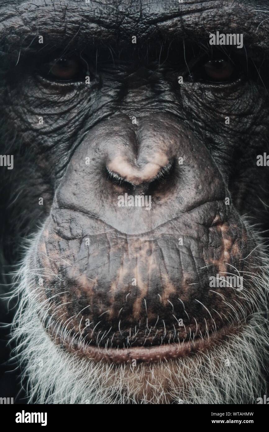 Chimpanzee face looking up hi-res stock photography and images - Alamy