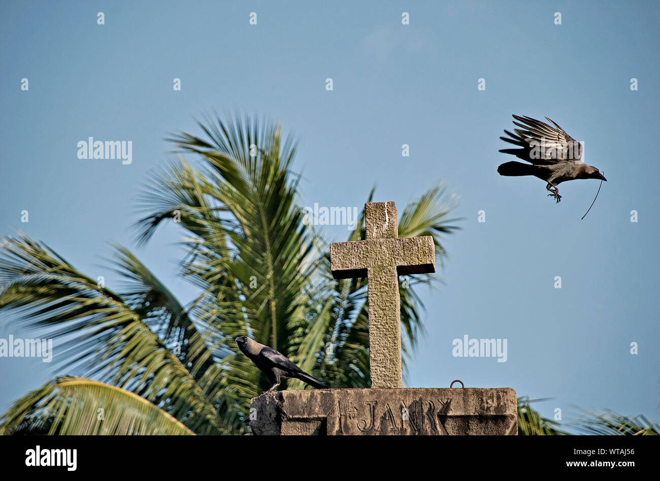 Crows around catholic church Stock Photo - Alamy