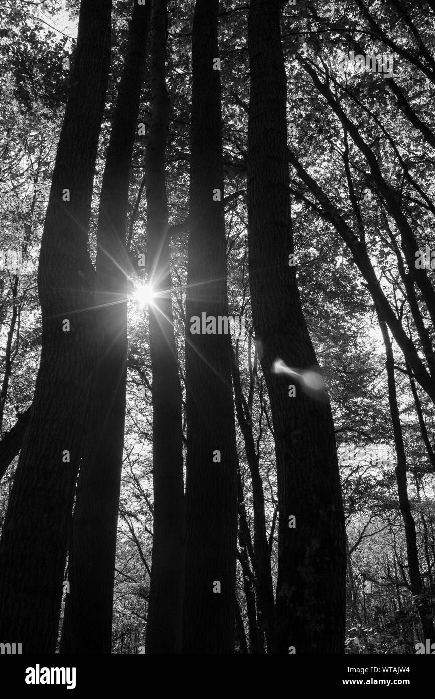 Trunks silhouette Black and White Stock Photos & Images - Alamy