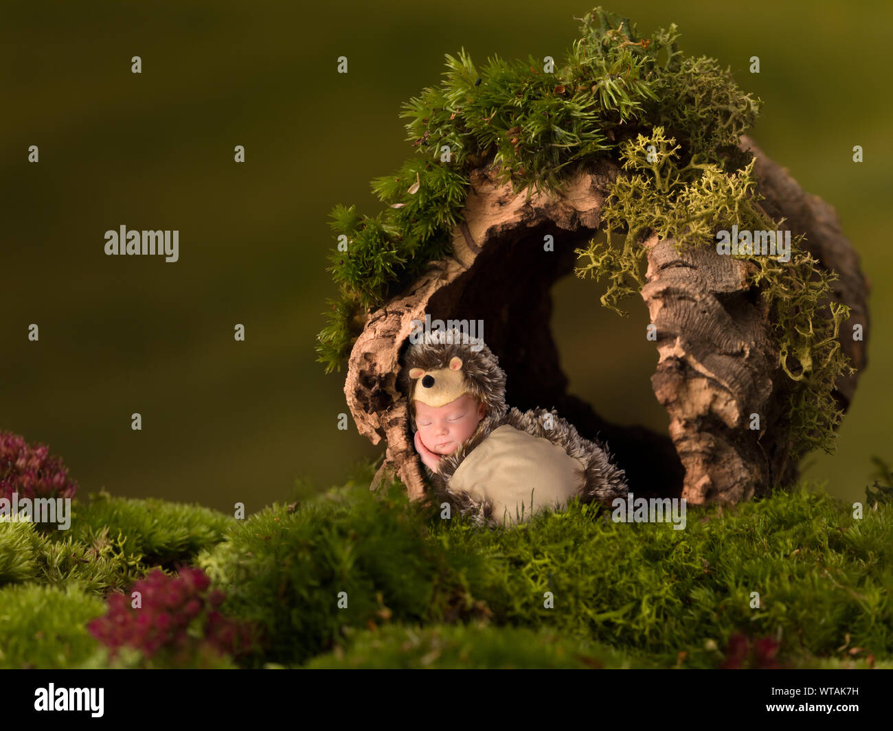 Newborn baby in hedgehog costume sleeping in a hollow tree trunk Stock ...